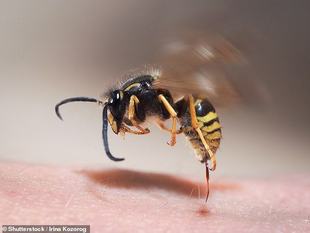 Urgent warning to Brits over an influx of angry WASPS: Insects stinging ...
