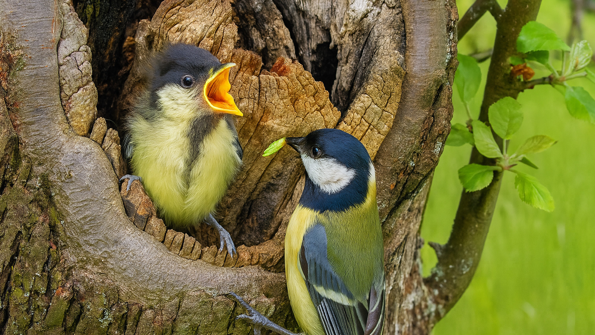 Nesting Birds Great Tit