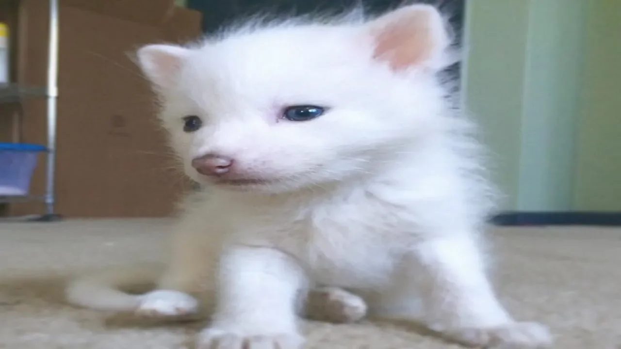 An Adorable Snow White Baby Fox That Will Melt Your Heart