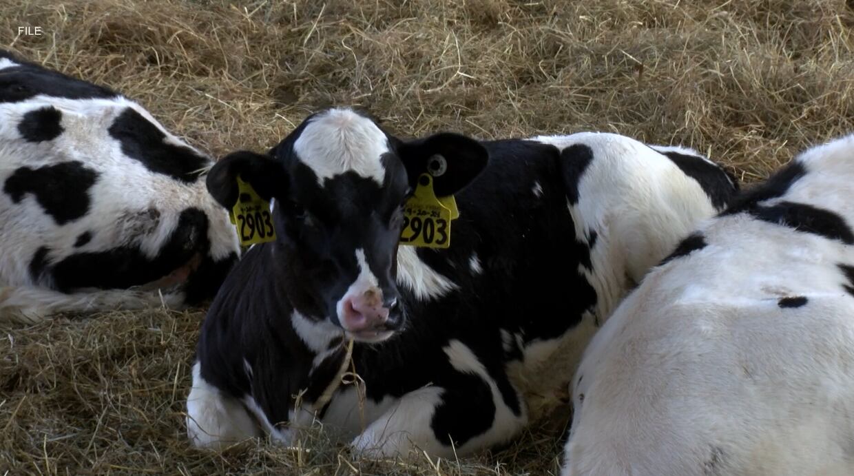 Michigan celebrates National Dairy Month at seventh-generation family farm