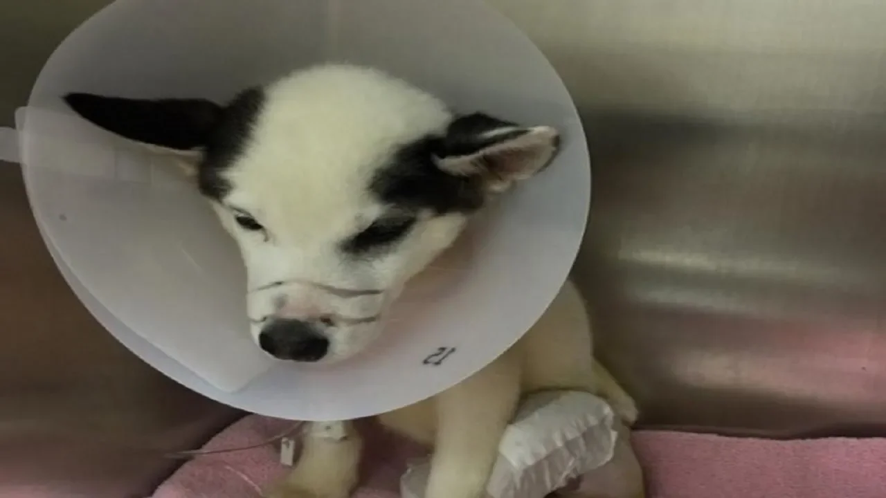The Heartbreaking Story of a Husky Abused by Two Marines