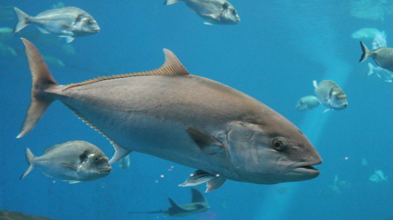 Everything You Ever Wondered About Tuna