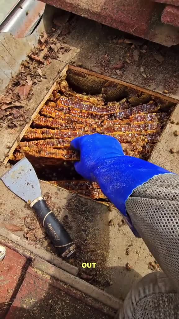 Surprised by Massive Beehive Hidden in the Roof