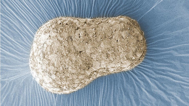 Lab-grown embryo models are getting more realistic. Scientists are ...
