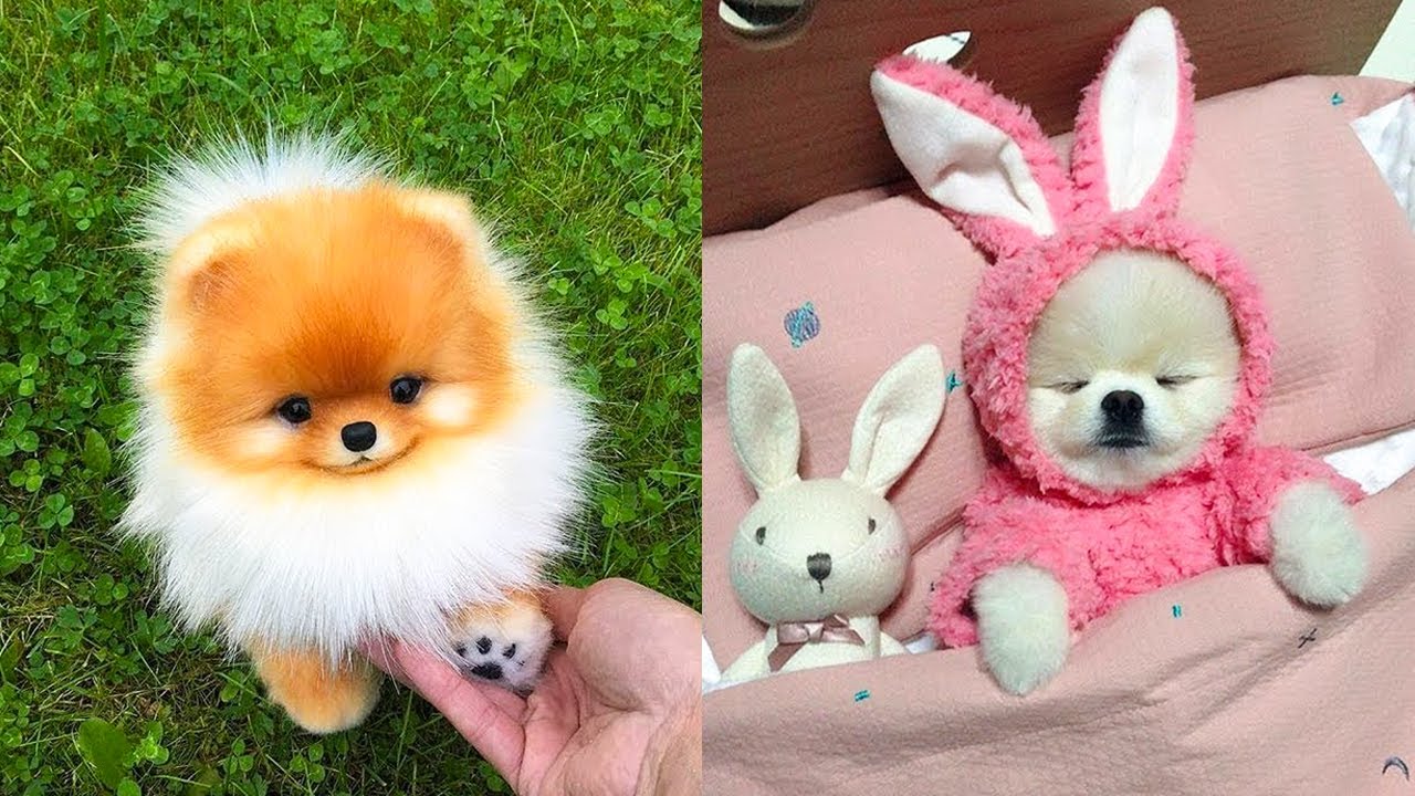 Soft creature meets cozy bedtime moment | funny animal video