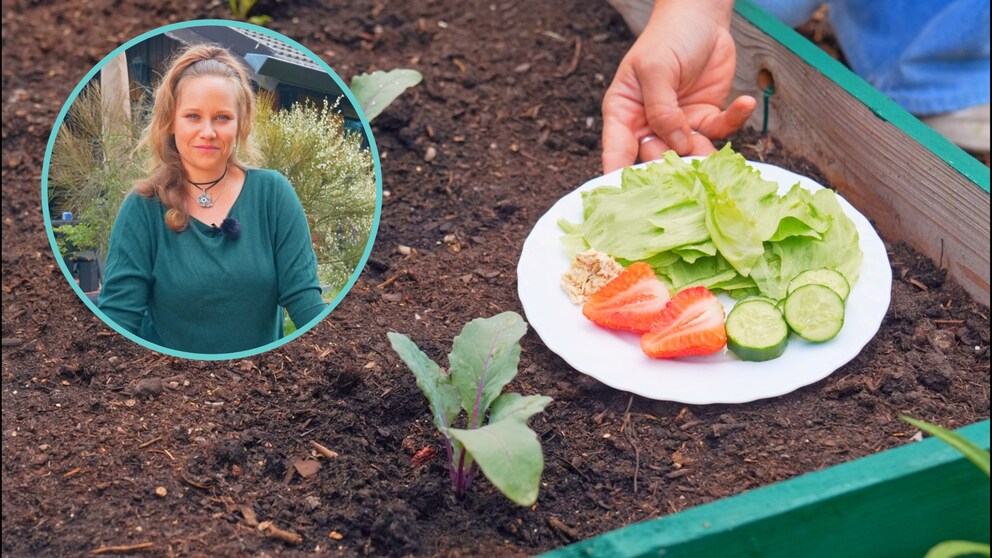 Wie ein Opferteller gegen Schnecken im Beet helfen kann