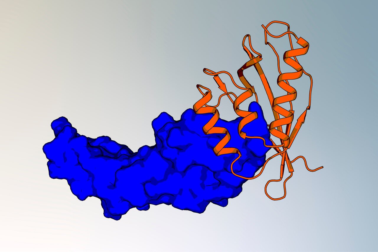 Shape complementarity enables precise protein binder design