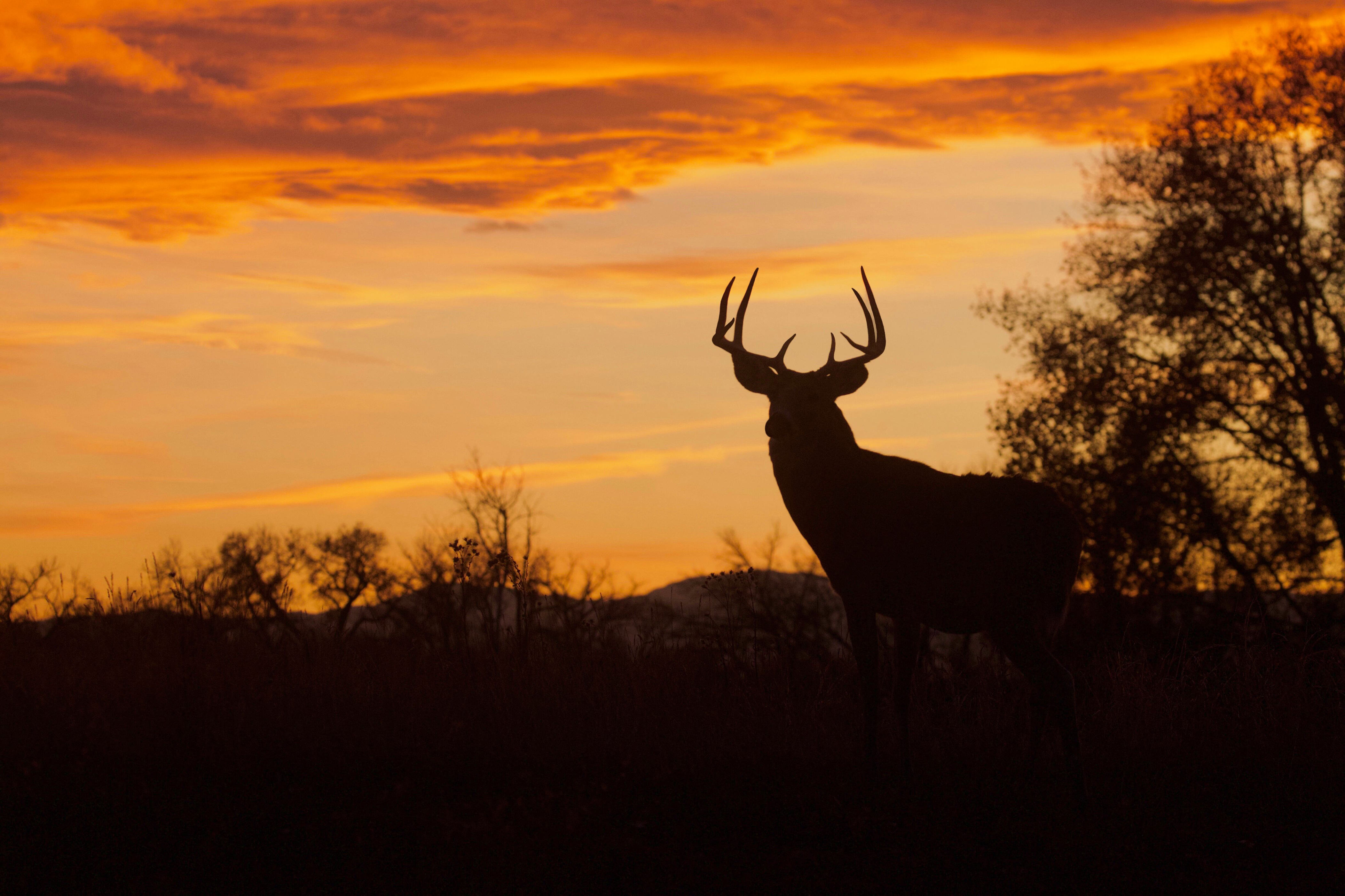 ODWC announces regulation changes to hunting, fishing