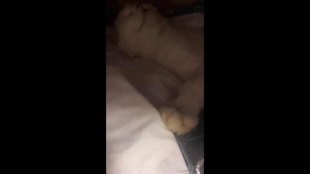 Adorable cat snores while sleeping on its back in Hunan, China
