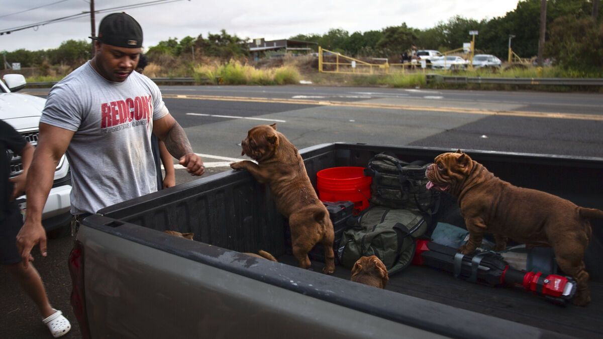 Tsunami warnings scaled back after waves crash into Japan, Hawaii and ...