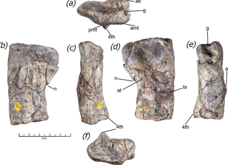 Scientists discover 225-million-year-old bone that changes everything ...
