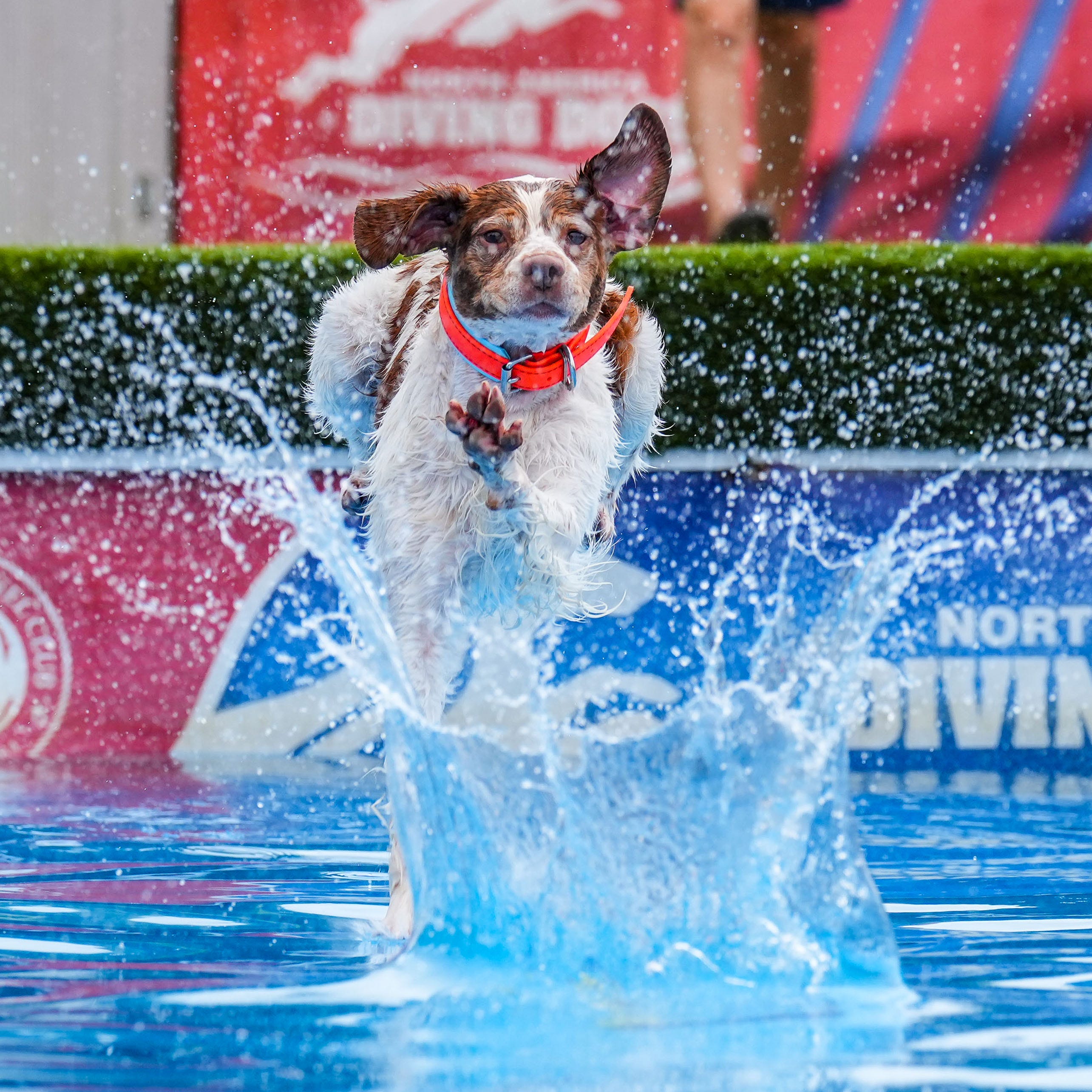 Dog data: Florida's favorite four-legged tail waggers revealed by U.S ...