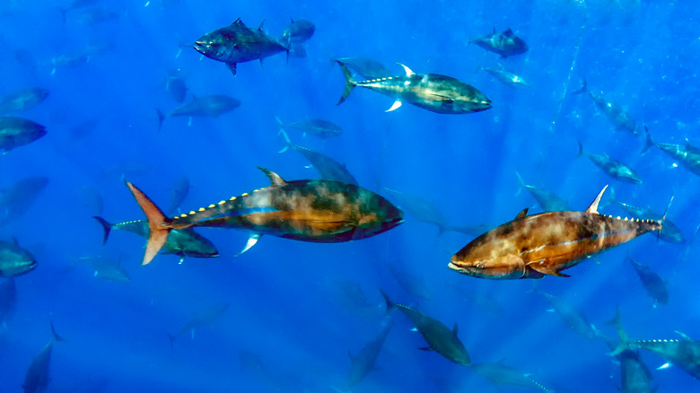 Everything You Ever Wondered About Tuna
