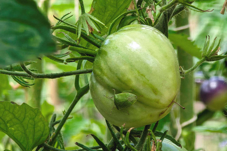 How to Spot Stink Bug Damage on Your Tomatoes Before It Ruins Your Harvest