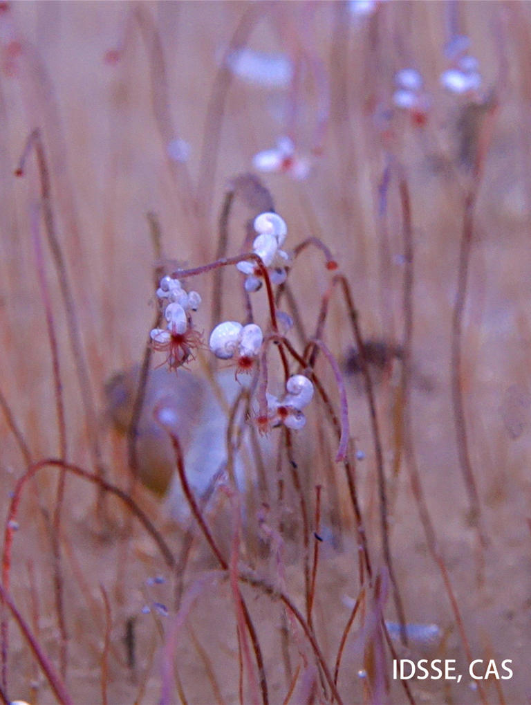 A submersible finds sea creatures thriving in the deepest parts of the ...