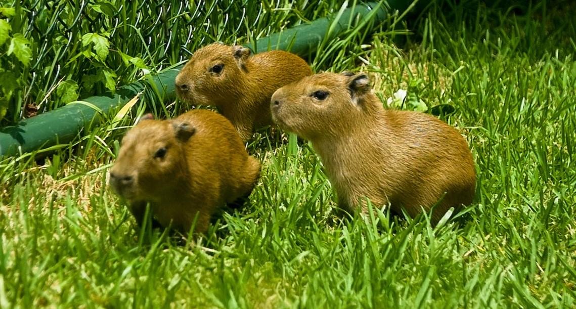 Look: Three capybara pups born at New Orleans zoo