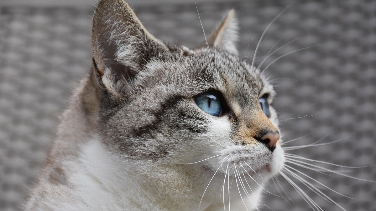Consejos de limpieza para eliminar el olor a gato sin dañar el ...