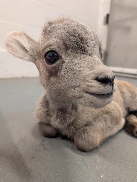 Photos: Denver Zoo gets 2 Rocky Mountain bighorn lambs