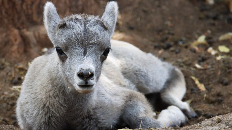 Photos: Denver Zoo gets 2 Rocky Mountain bighorn lambs