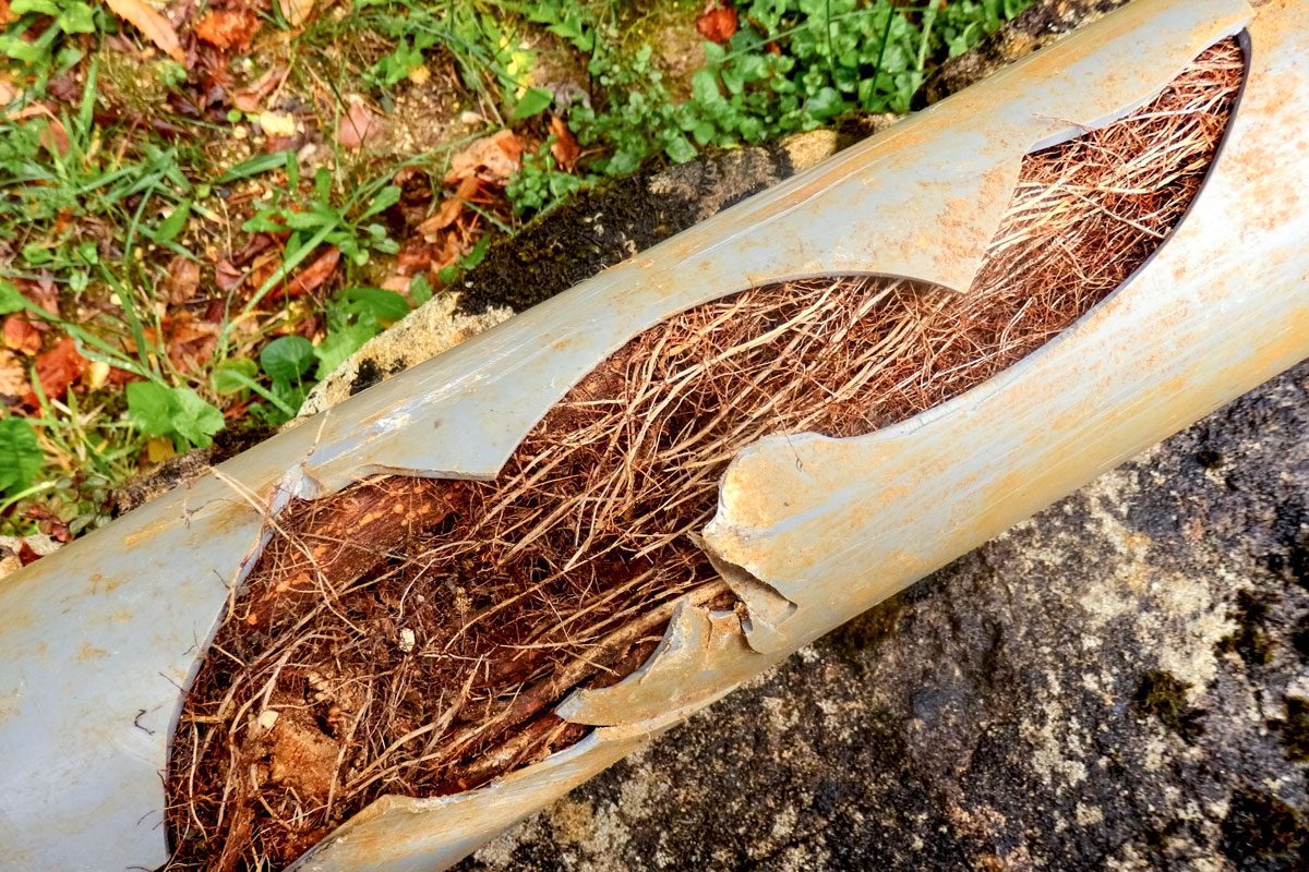 How Do You Kill Tree Roots? Proven Methods and Tips