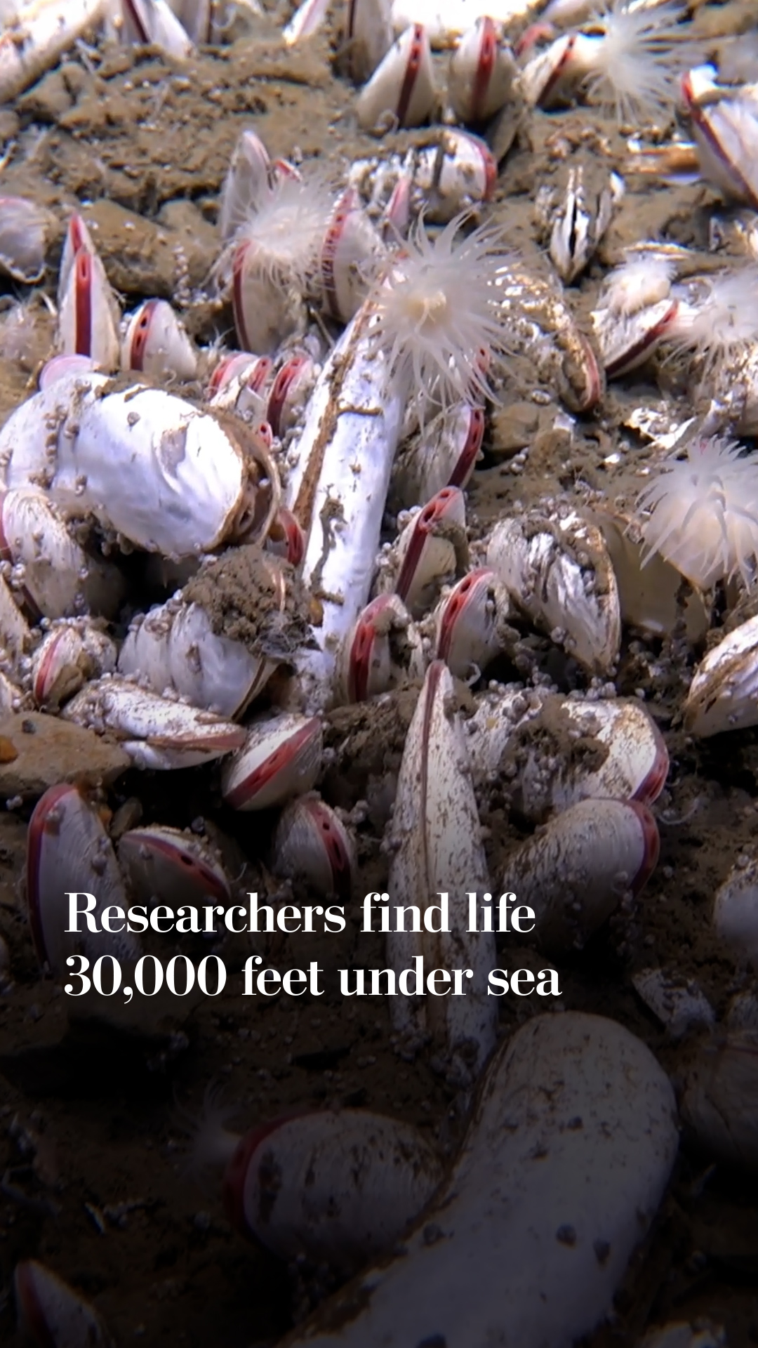 Researchers find life 30,000 feet under sea