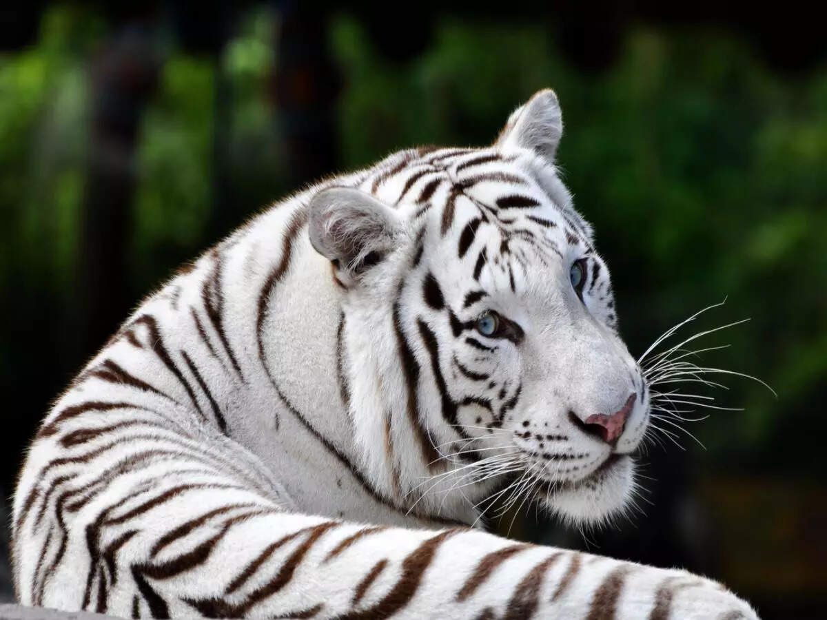 Hyderabad Zoo is home to 12 White Bengal Tigers: India’s Second-Largest ...