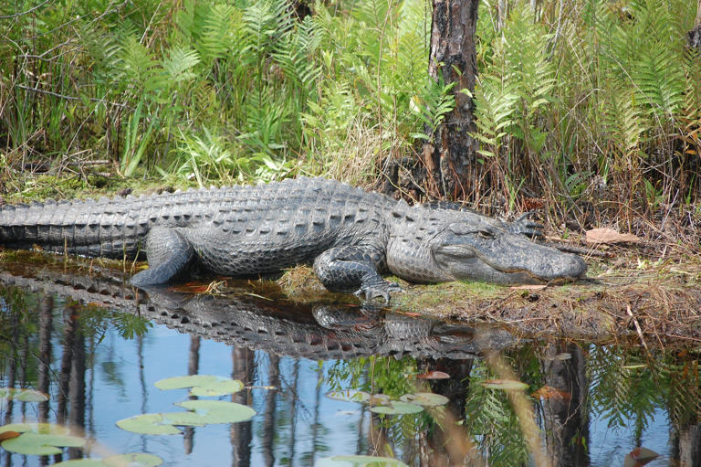 Most alligator-infested rivers in Florida: Here’s a list of the top 5 ...