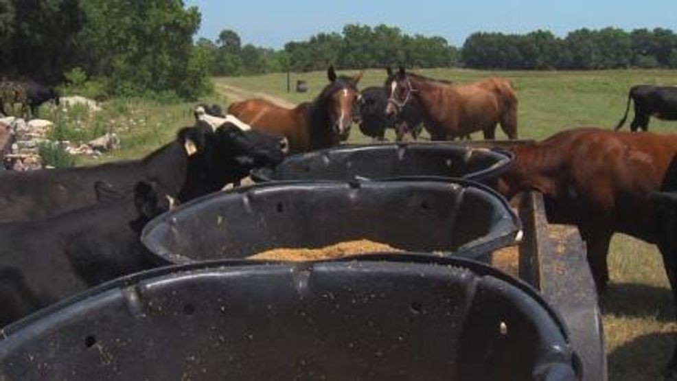 Legare Farms endures heat wave, prioritizes hydration and shade for ...