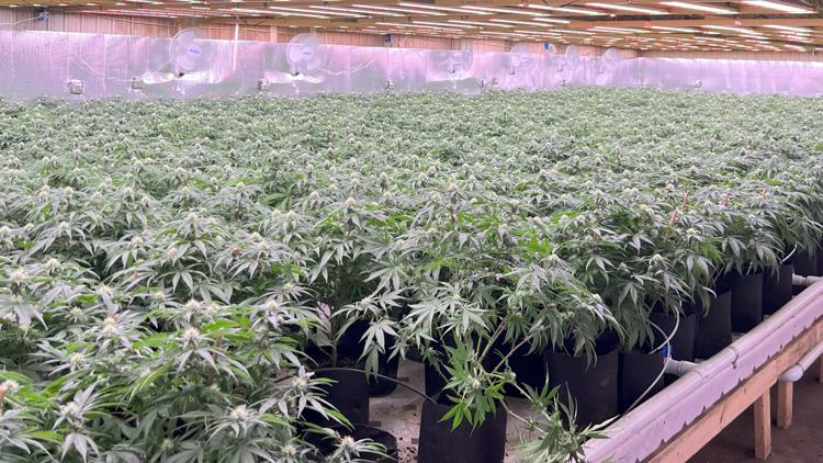 Michigan State Police raid unearths $10M illegal cannabis operation in ...