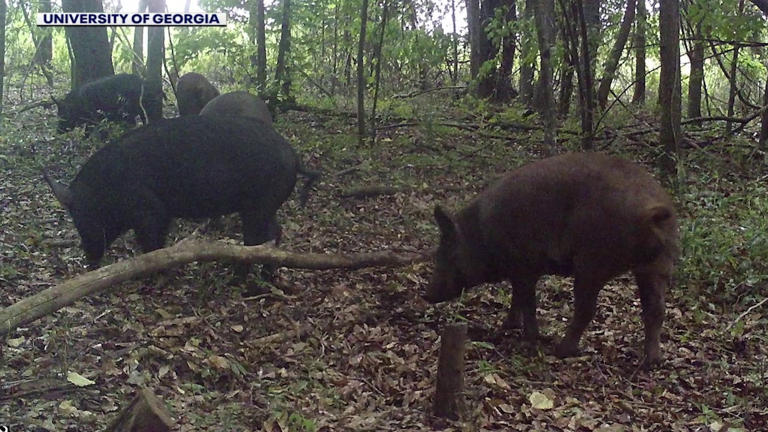 Pig problems: Georgia's whole hog approach to battling invasive swine