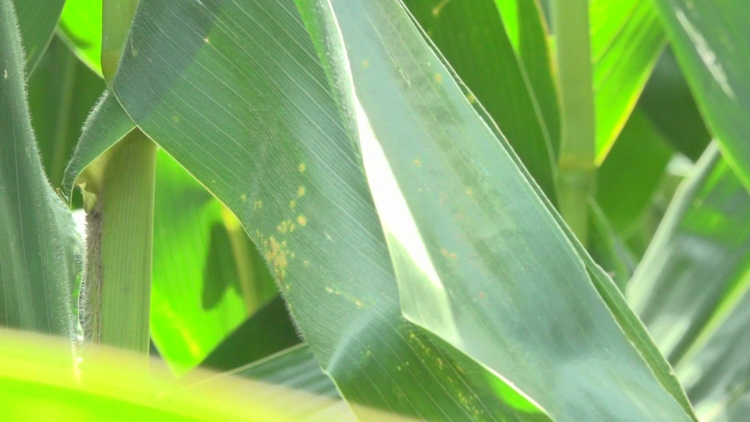 'Southern rust' creates challenges for Iowa corn farmers