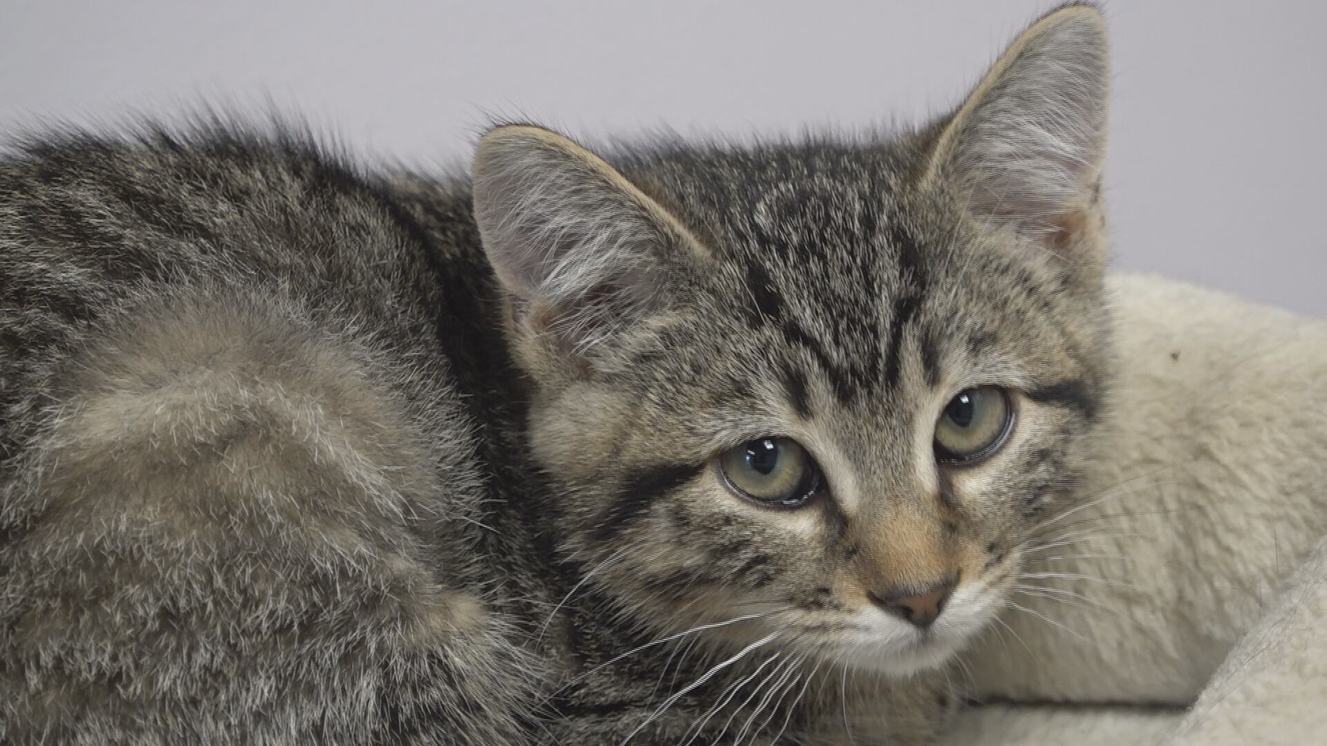 Davenport and Scott County Humane Society reach new temporary animal ...