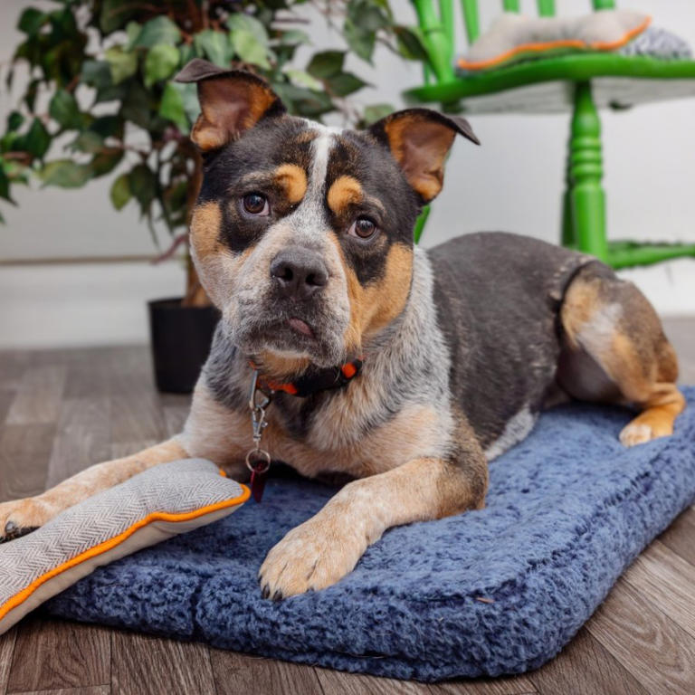 National Mutt Day: How to adopt the best dog for your lifestyle