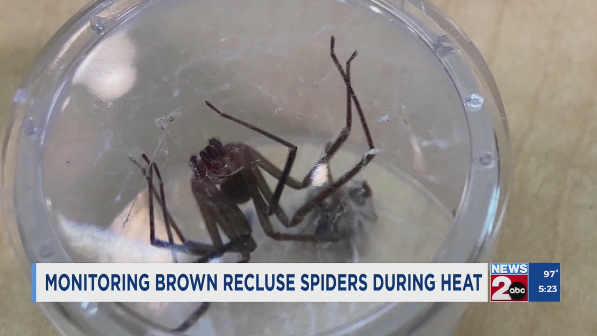 Monitoring Brown Recluse spiders during extreme heat