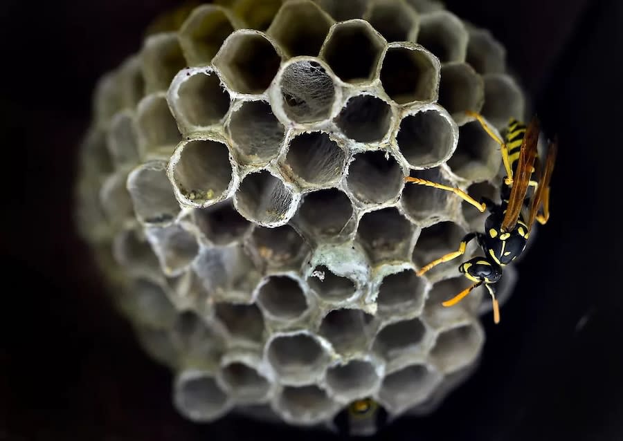 Where’s the buzz? Wasps are missing this year across the Inland Northwest