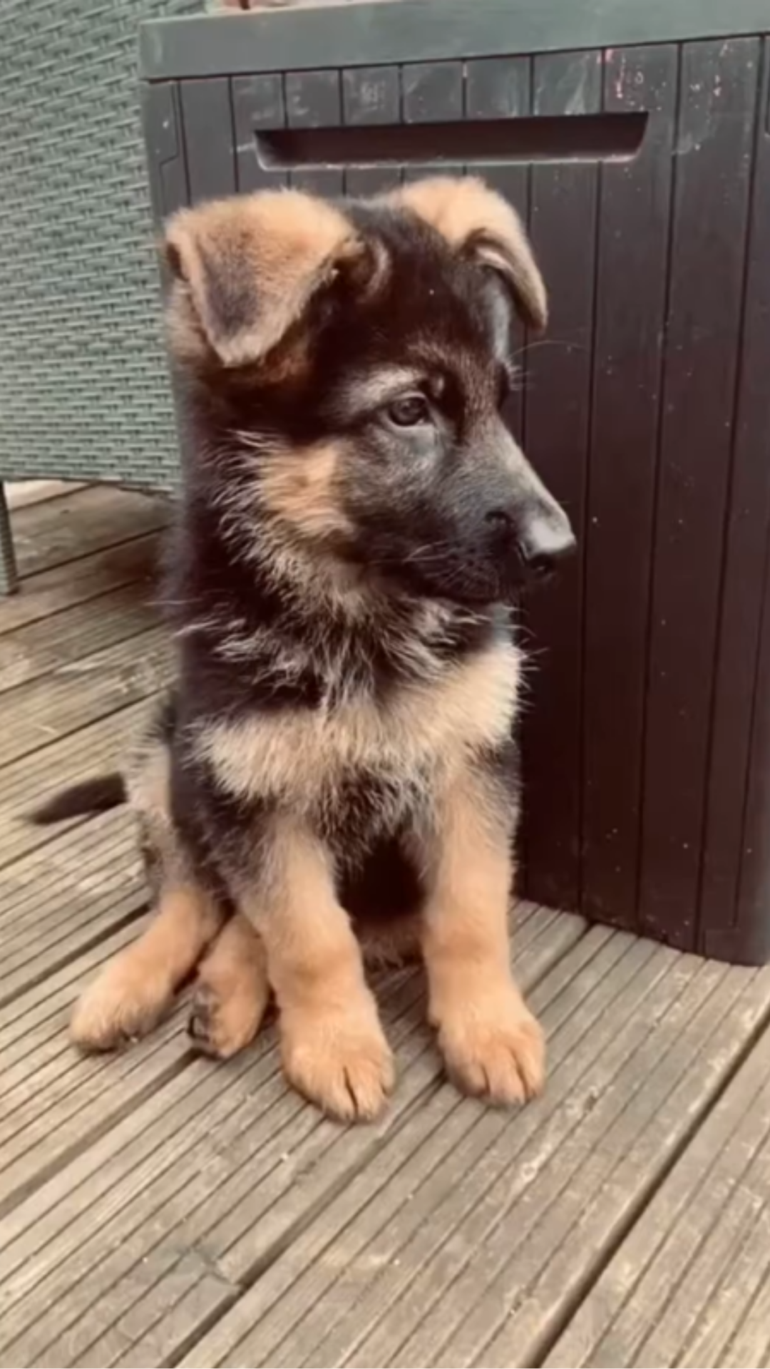 Confessions of a Naughty Pup: A Mischievous Shepherd’s Tale