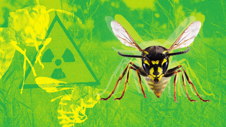 Radioactive wasp nest found at old nuclear bomb site