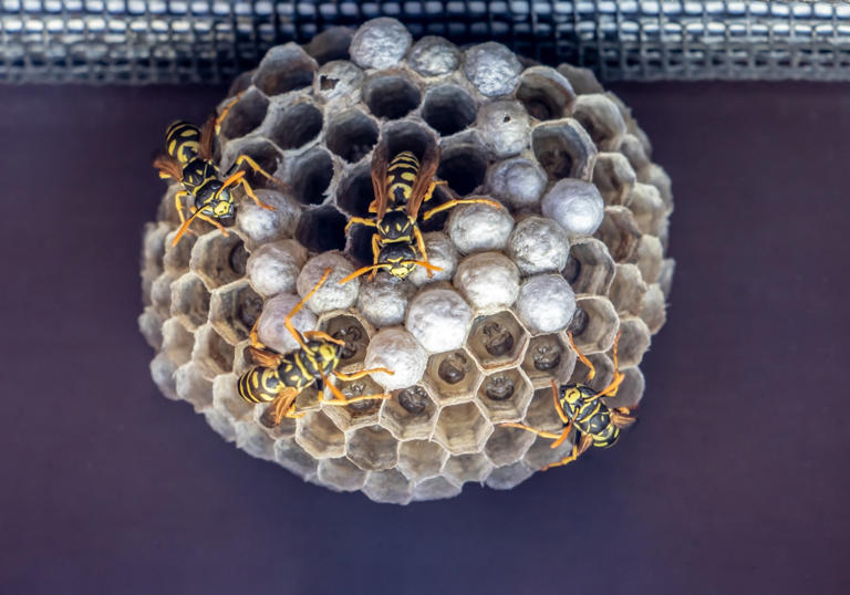 Radioactive wasp nest found at old nuclear bomb site