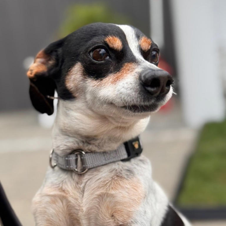 National Mutt Day: How to adopt the best dog for your lifestyle