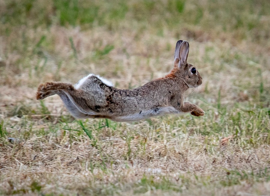 Bamboozled: Viral bunny trampoline video is fake