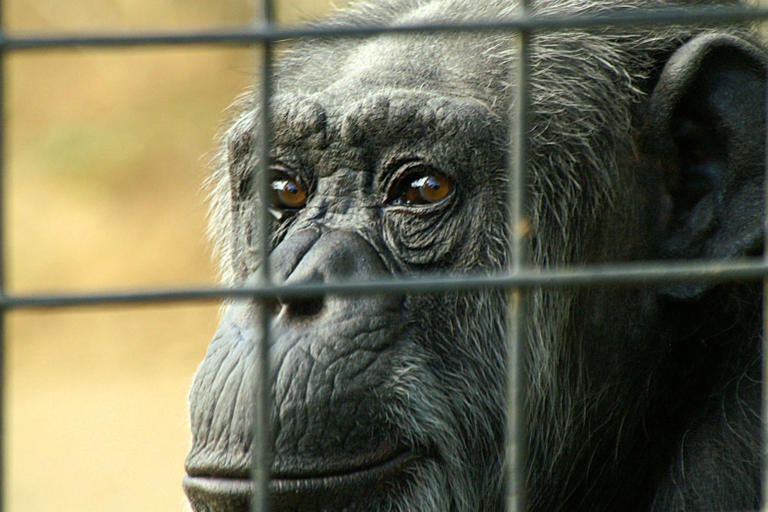 Conservationists call for urgent phaseout of keeping great apes in zoos