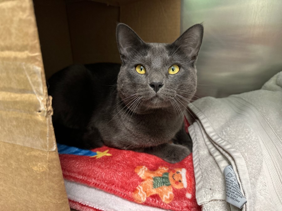 Cambridge man accused of swinging cat by his tail charged with animal ...