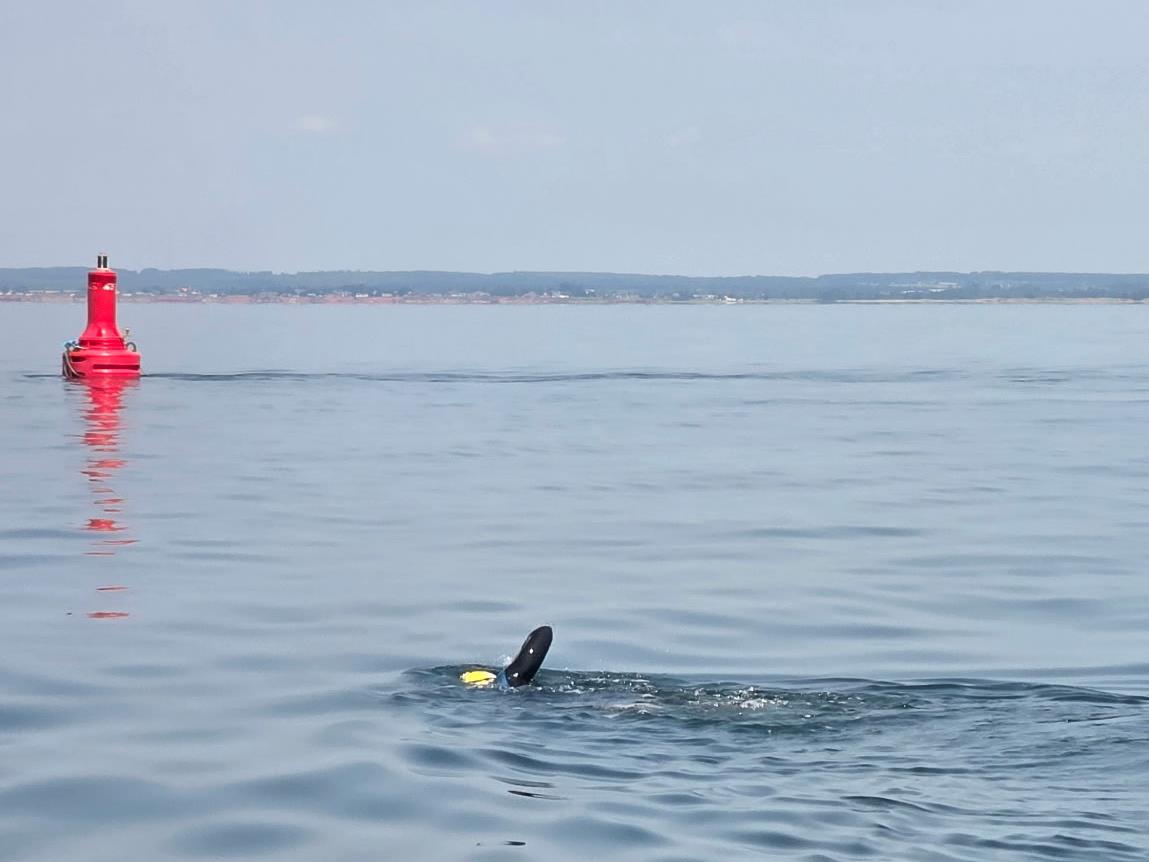 Il nage du N.-B. jusqu’à l’Î.P.-É. en mémoire d’un ami mort d’une surdose