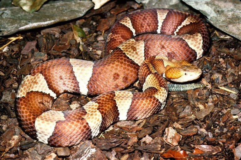 We talked to an expert about which snakes to watch out for in North Texas