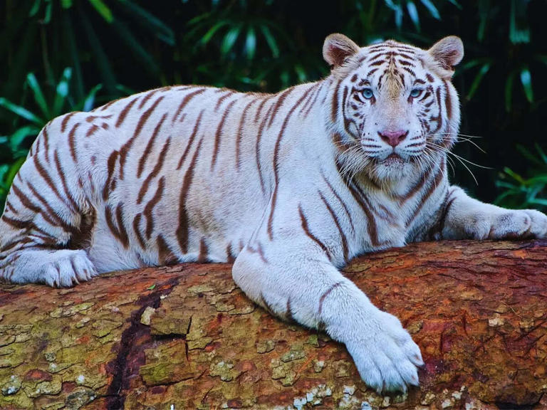 Hyderabad Zoo is home to 12 White Bengal Tigers: India’s Second-Largest ...