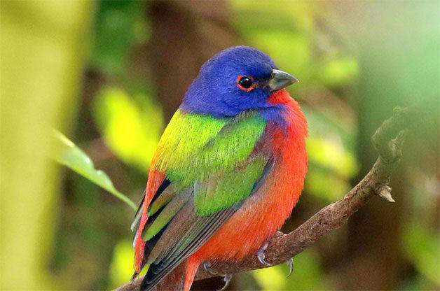 The Top 12 Cutest Birds in America