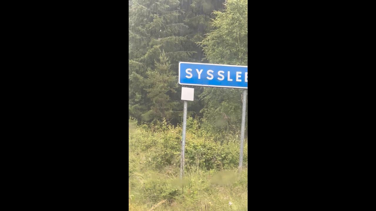 Rare Sighting of Leucistic Moose Cow and Piebald Calf