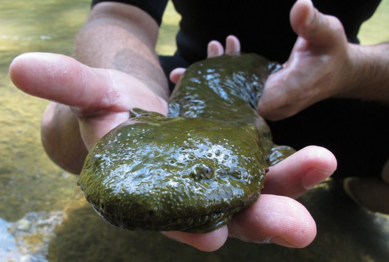 Rarely seen amphibian spotted in Kentucky stream: What it may mean for ...