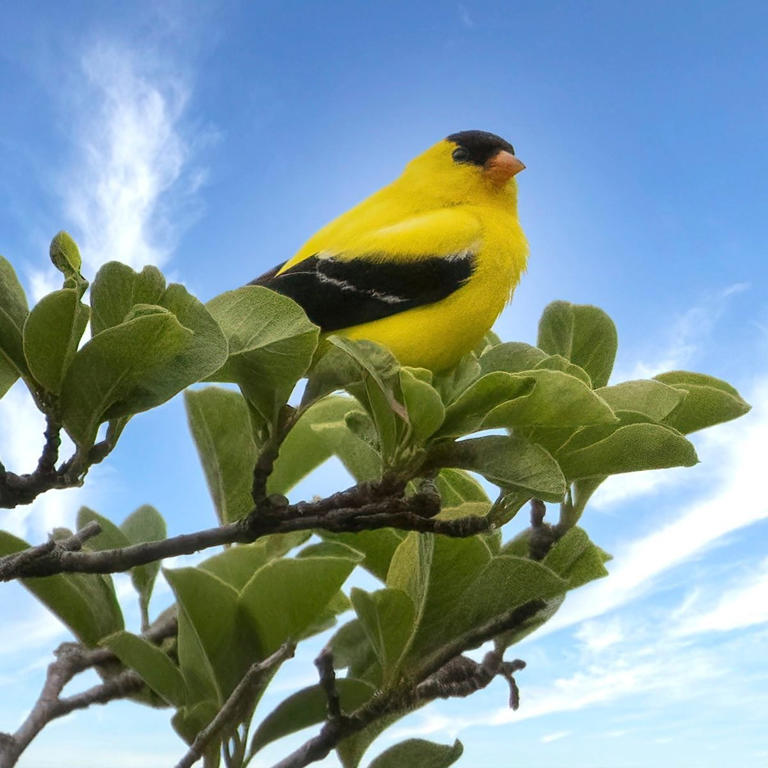 The Top 12 Cutest Birds in America