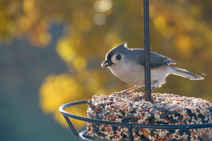 The Top 12 Cutest Birds in America